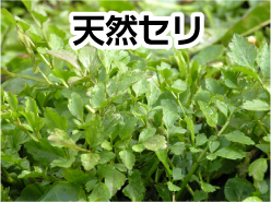 秋田の天然山菜屋・山恵